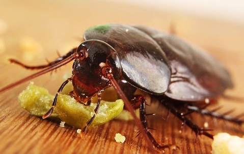 What Do Cockroaches Eat A 1 Bonded Termite Inc
