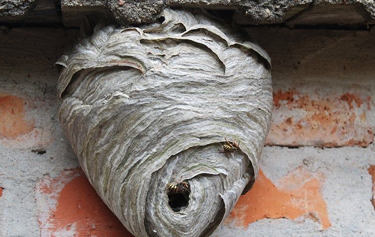 What To Do About Paper Wasps Invading Your Anaheim Yard | A-1 Bonded ...