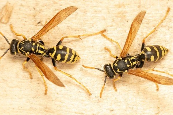 A Helpful Wasp Prevention Guide For Your Anaheim Yard | A-1 Bonded ...