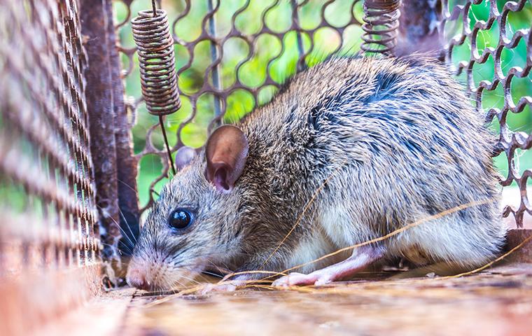 Say Goodbye To Rats: Effective Control For Your Anaheim Home | A-1 ...