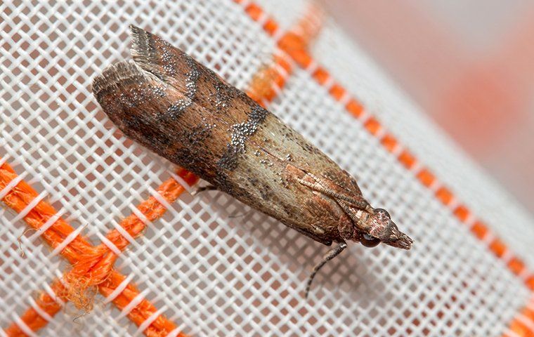 How To Keep Pantry Moths From Breeding In Your Anaheim Kitchen | A-1 ...