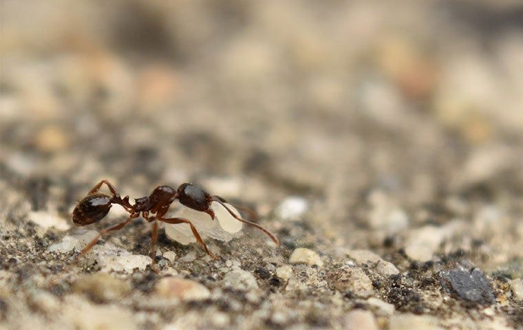 A Guide To Effective Pavement Ant Control In Anaheim | A-1 Bonded ...