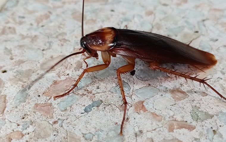 The Secret To Successful Cockroach Control For Anaheim Homes | A-1 ...