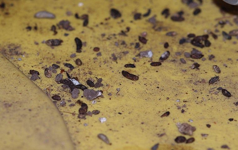 What Does Mouse Poop Look Like? | A-1 Bonded Termite, Inc.
