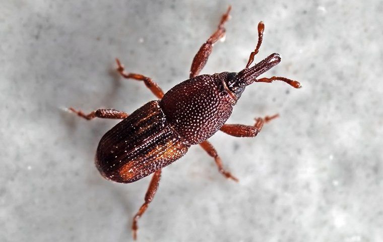 Weevil Infestation: Causes, Prevention, And Effective Removal Methods ...