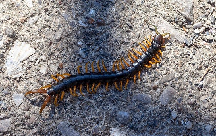 How To Get Rid Of Centipedes In Your Anaheim House | A-1 Bonded Termite ...